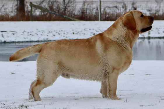 Zinfndel Limoncello Cello Zinfndel Labradors Breeder Ohio