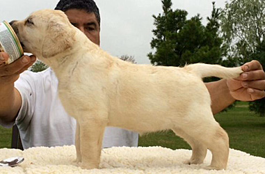Zinfndel Lengley's Big Papi Labradors Boys Stud Dogs Ohio