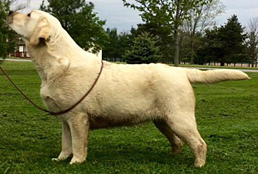 Zinfndel Lengley's Big Papi Labradors Boys Stud Dogs Ohio